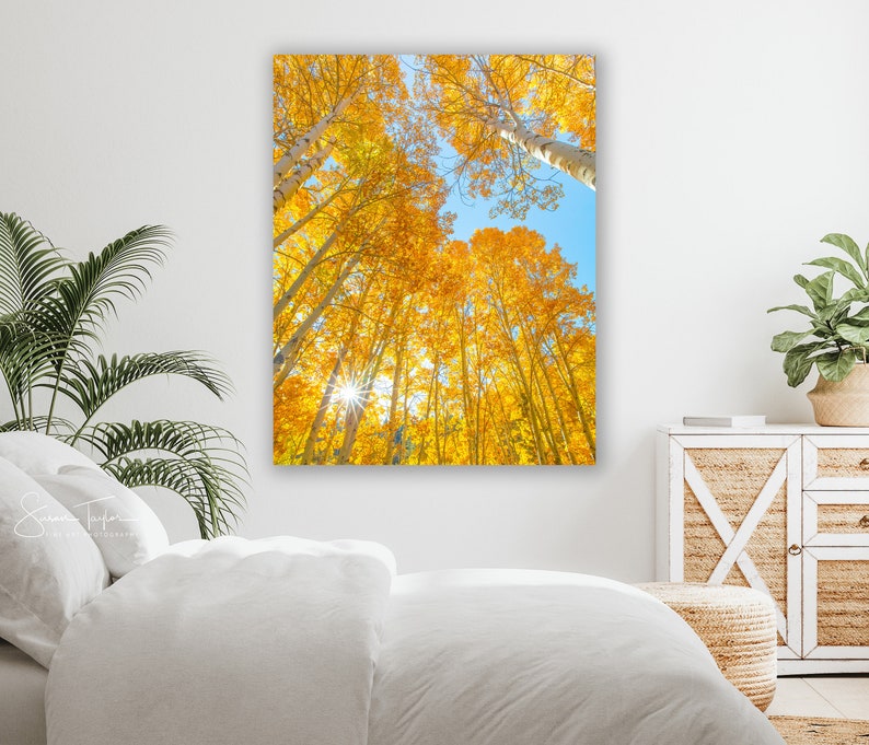 Large Aspen Forest Print, Golden Aspen Canopy Photo, Fall Foliage ...