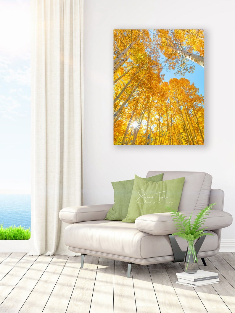 Large Aspen Forest Print Golden Aspen Canopy Photo Fall | Etsy