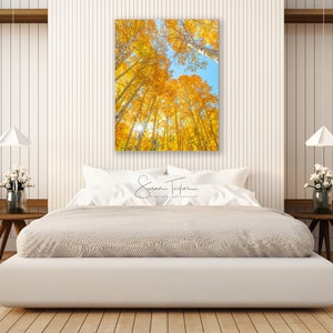 Large Aspen Forest Print, Golden Aspen Canopy Photo, Fall Foliage ...