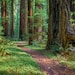 Redwood Tree Metal Print Forest Metal Picture Fine Art Metal - Etsy