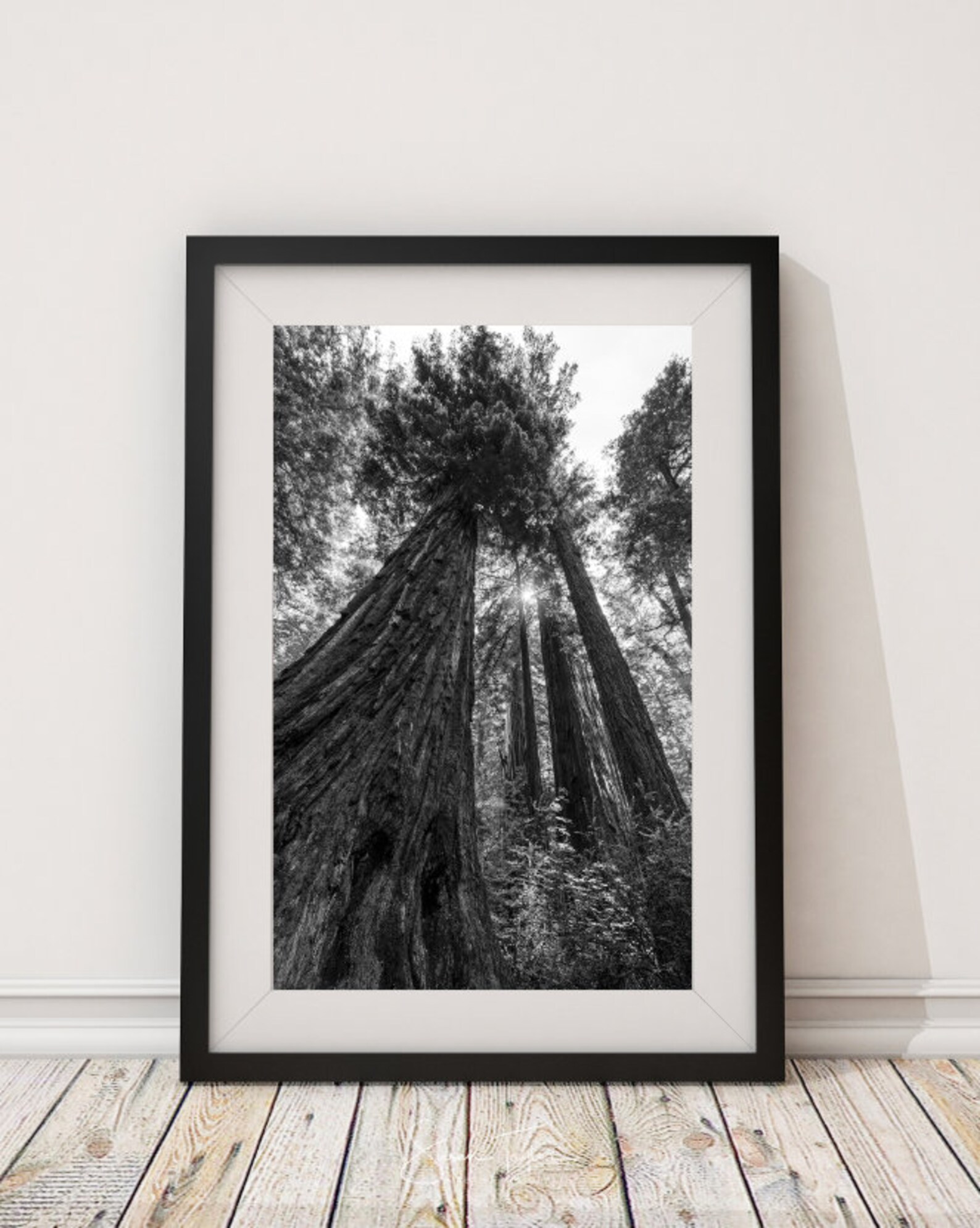 California Redwood Print Black and White Tree Photo Giant - Etsy