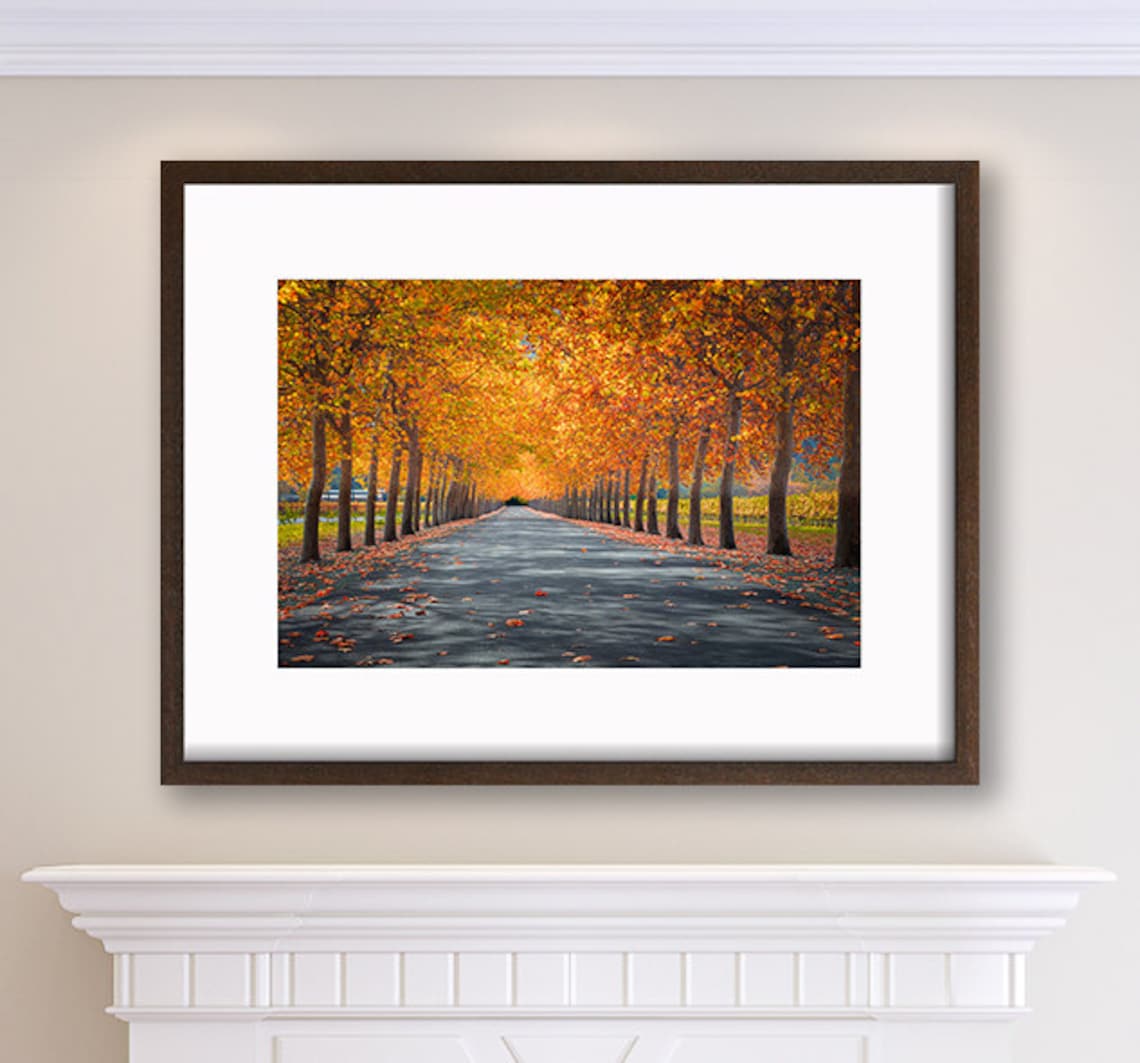 Autumn Tree Canopy Photo, California Wine Country Home Decor, Golden ...