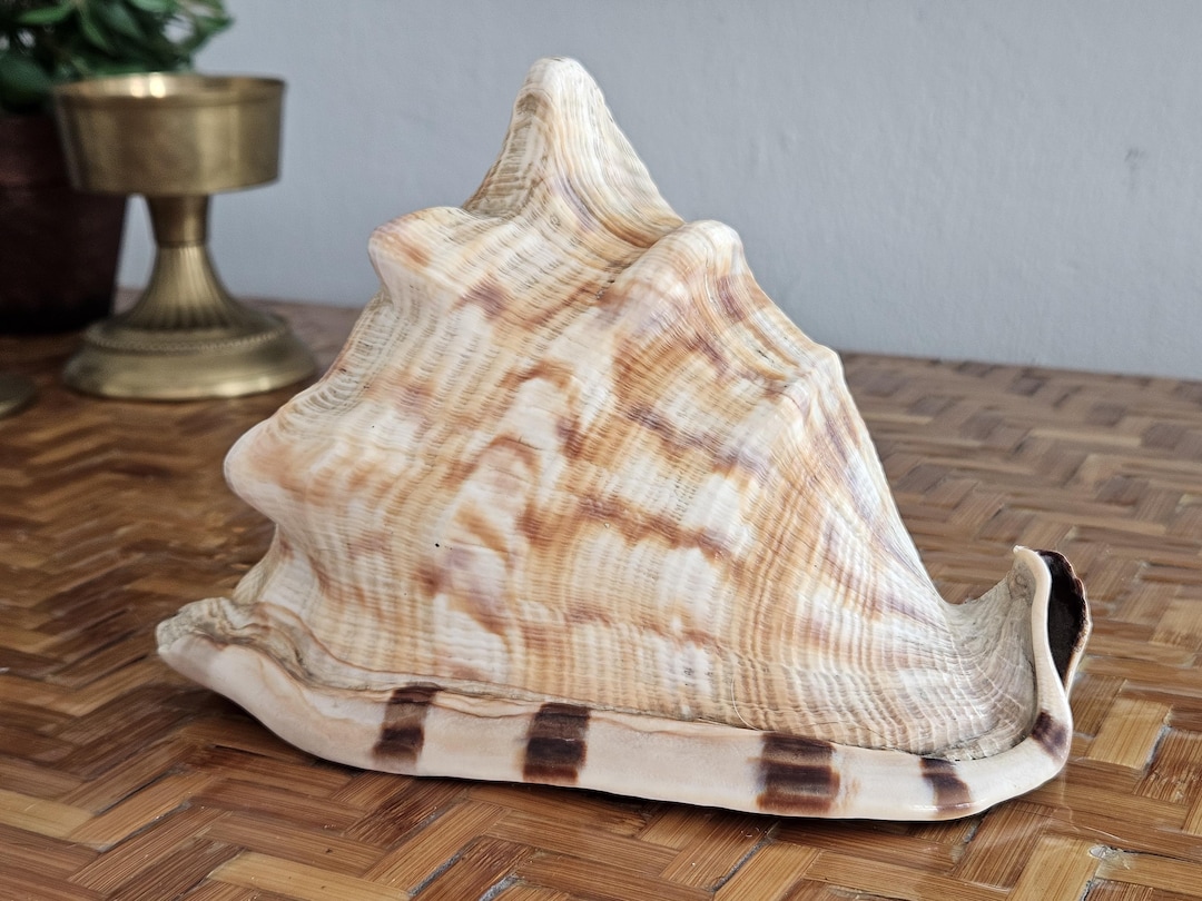 Vintage Queen Helmet Conch Shell, Natural Queen Horned Helmet Conch ...