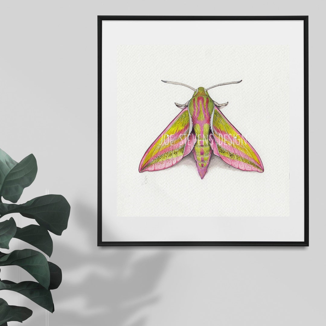 Elephant Hawk Moth Original Painting - 6x6" Watercolour Painting on ...