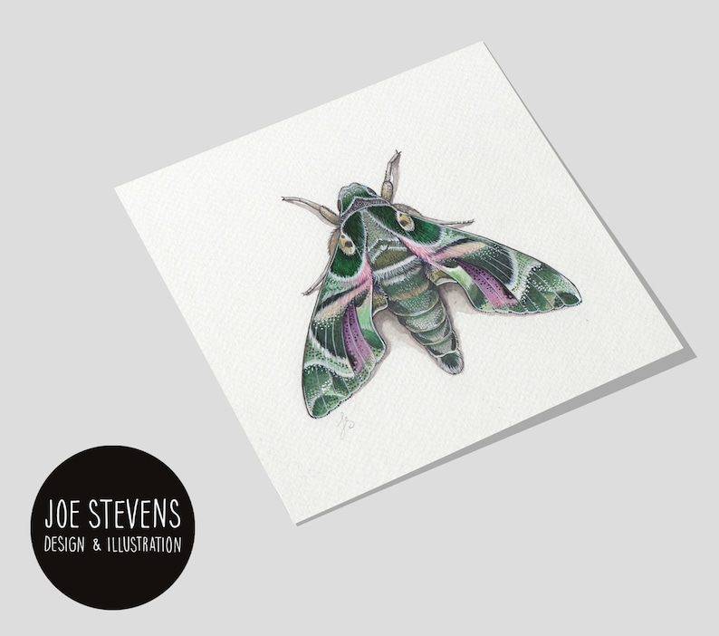 Oleander Hawk Moth Watercolour Painting – Original Insect Art (6x6") - Etsy