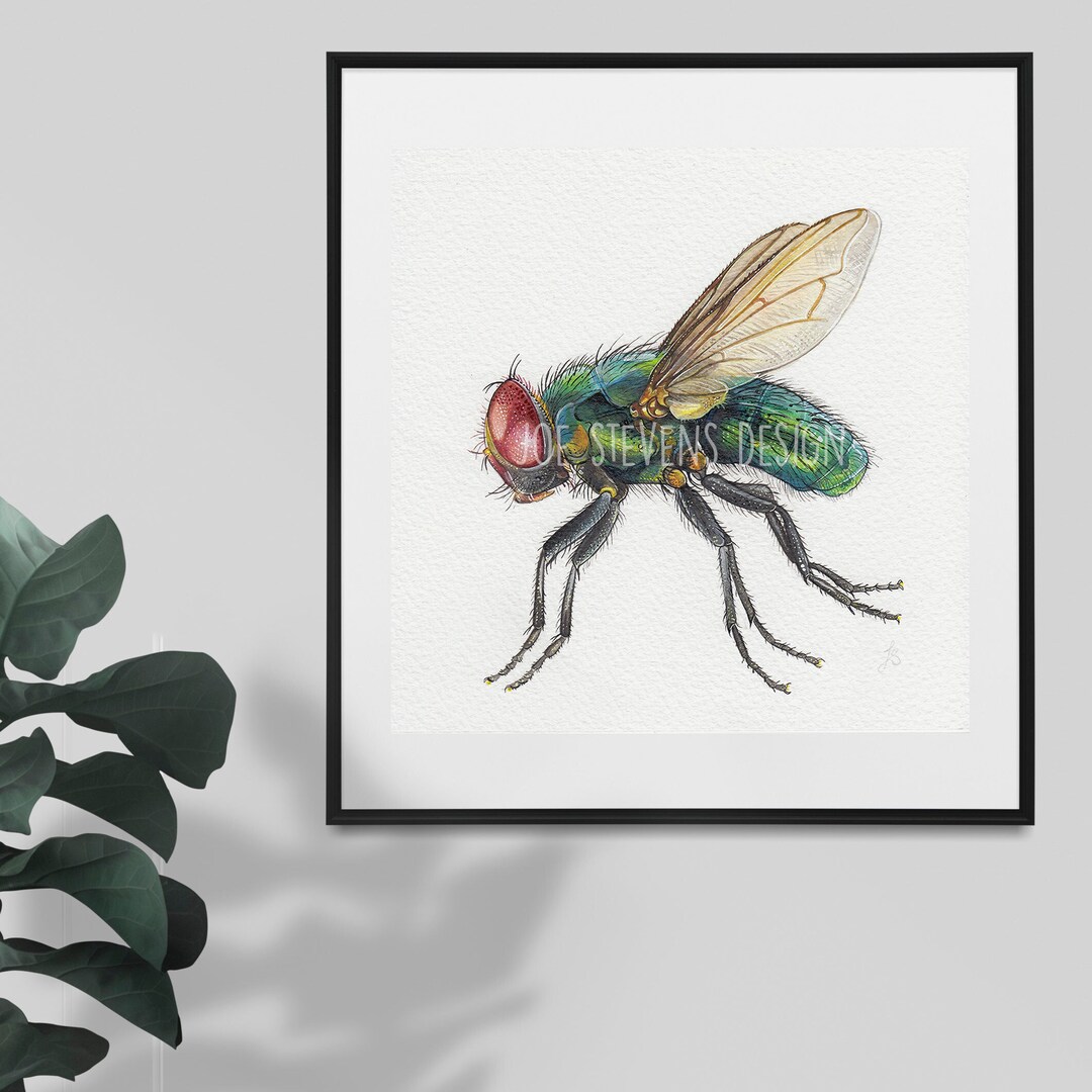 Fly Watercolour Original Painting: 6x6" Insect Art - Etsy
