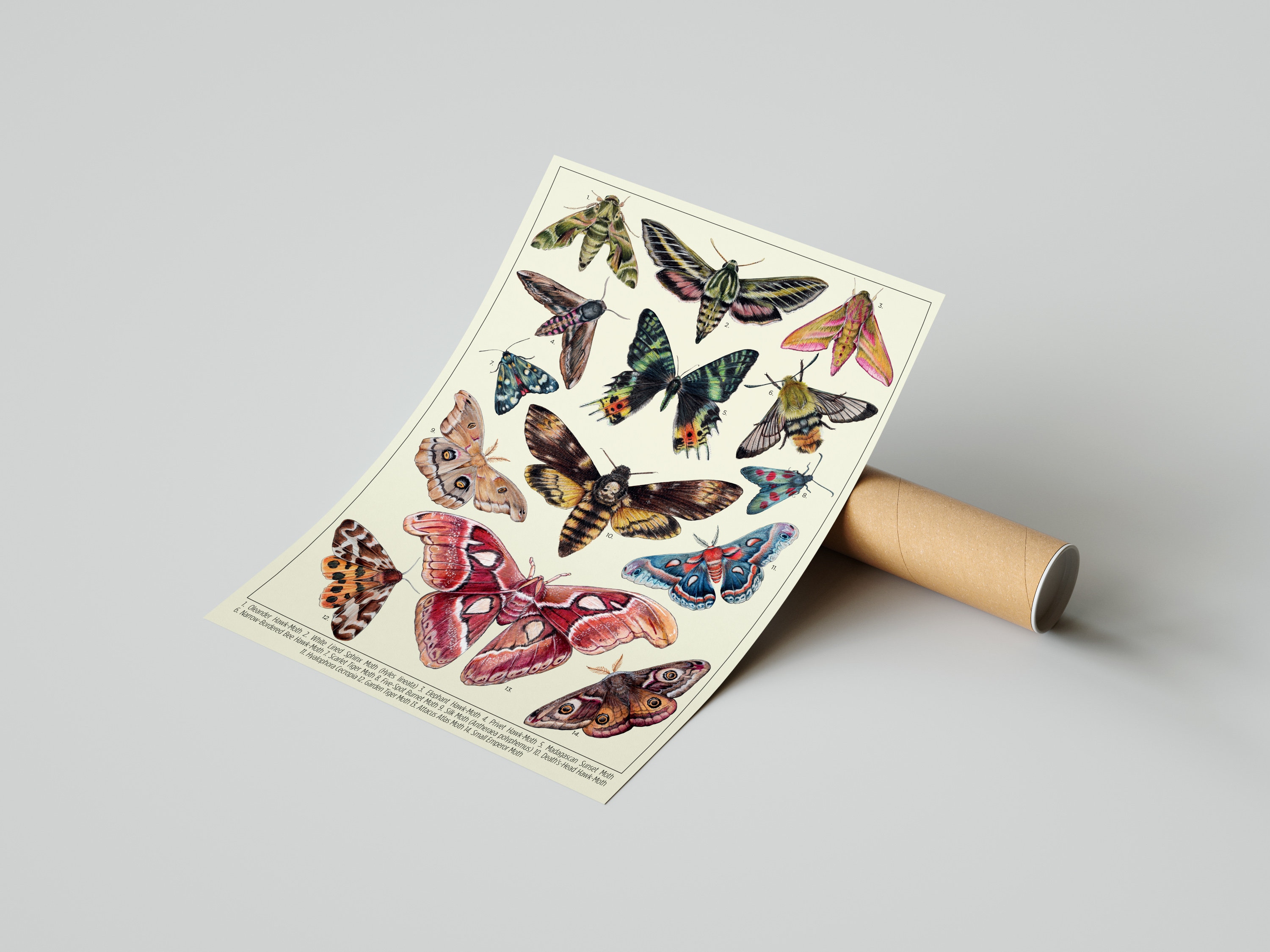 Moth collection Moth Species print entomology poster | Etsy