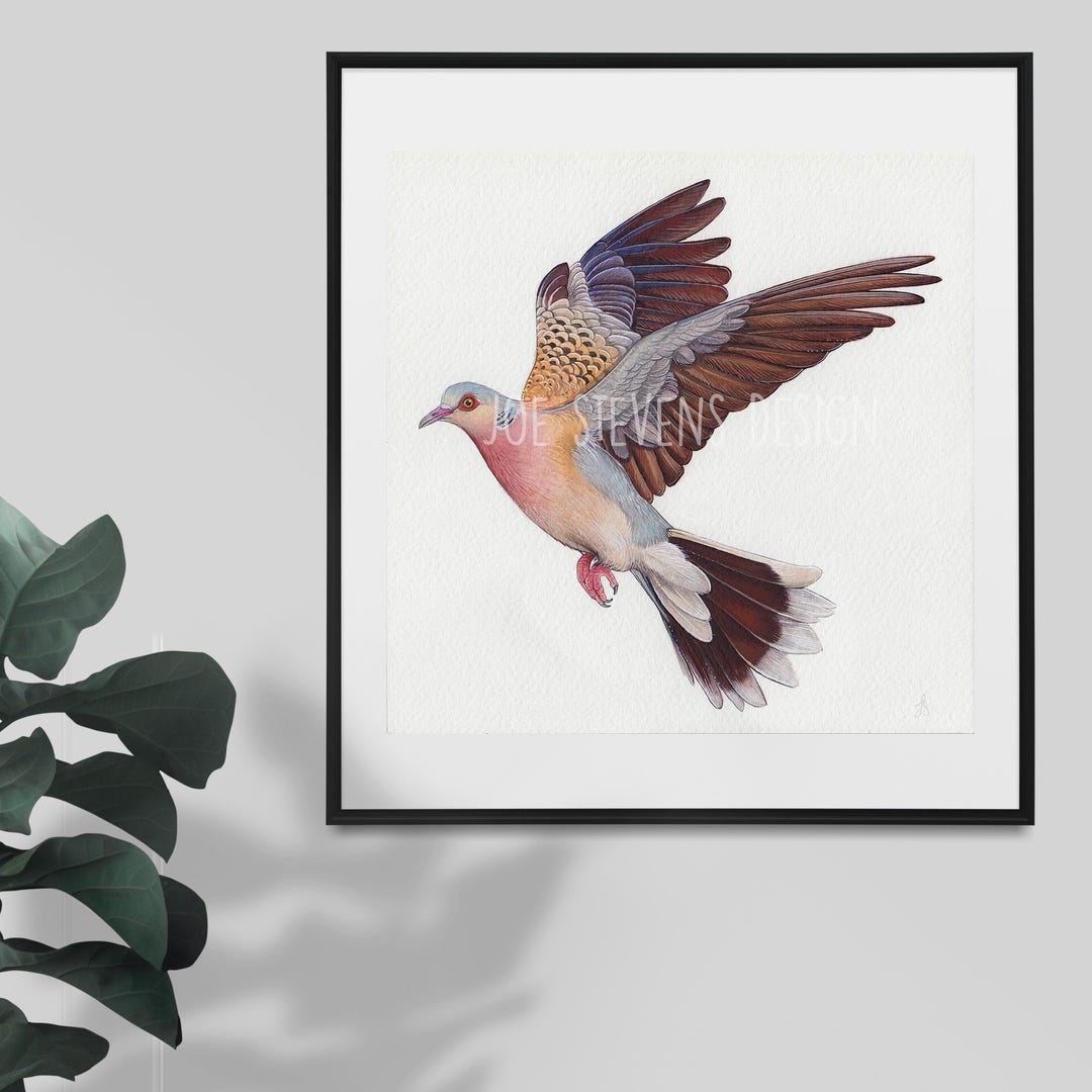 Turtle Dove Watercolour Painting - 8x8" Painting on Watercolour Paper ...