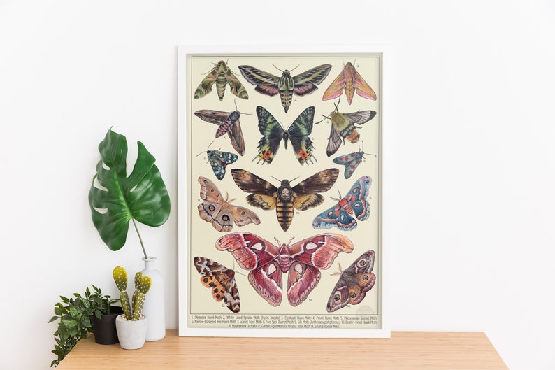 Moth collection Moth Species print entomology poster | Etsy