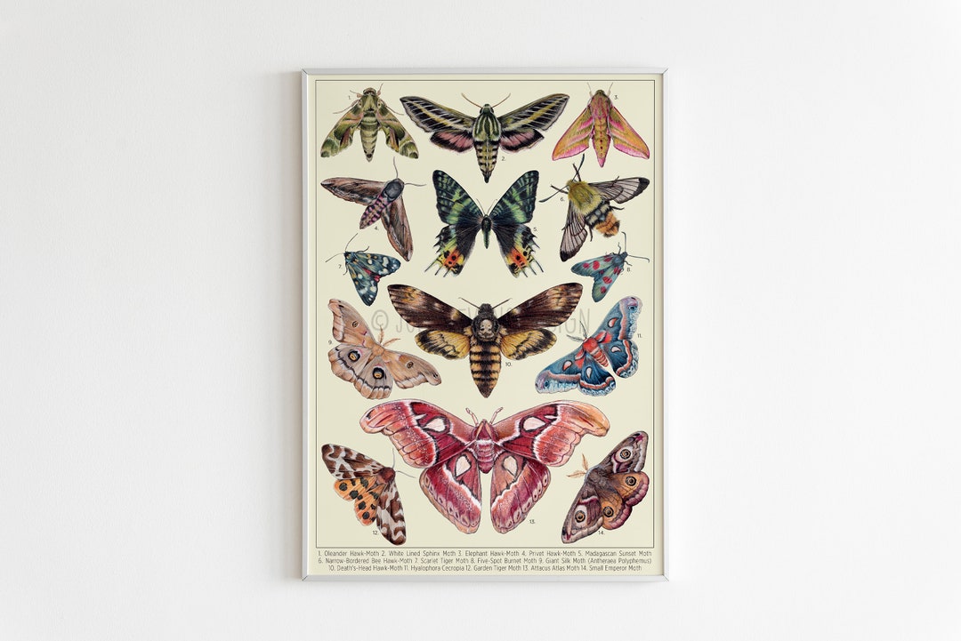 Moth Collection, Moth Species Print, Entomology Poster, Colourful ...