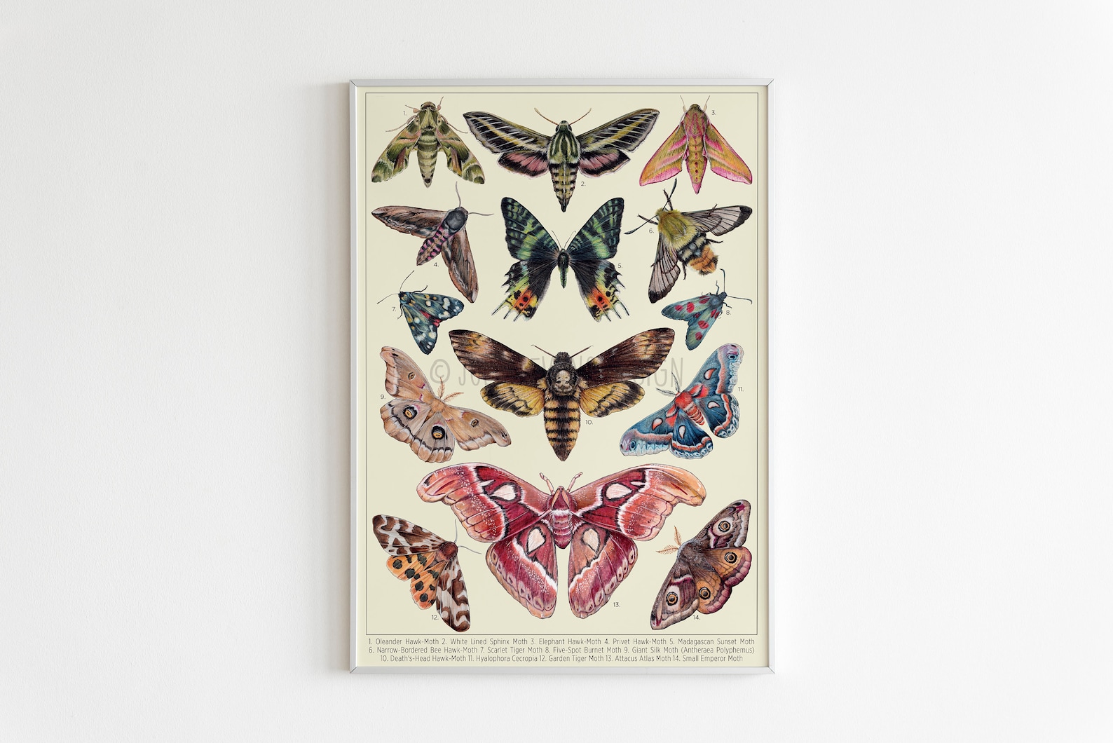 Moth collection Moth Species print entomology poster | Etsy