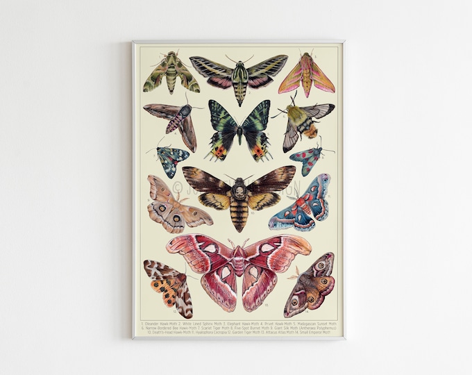 Moon Moths - Etsy