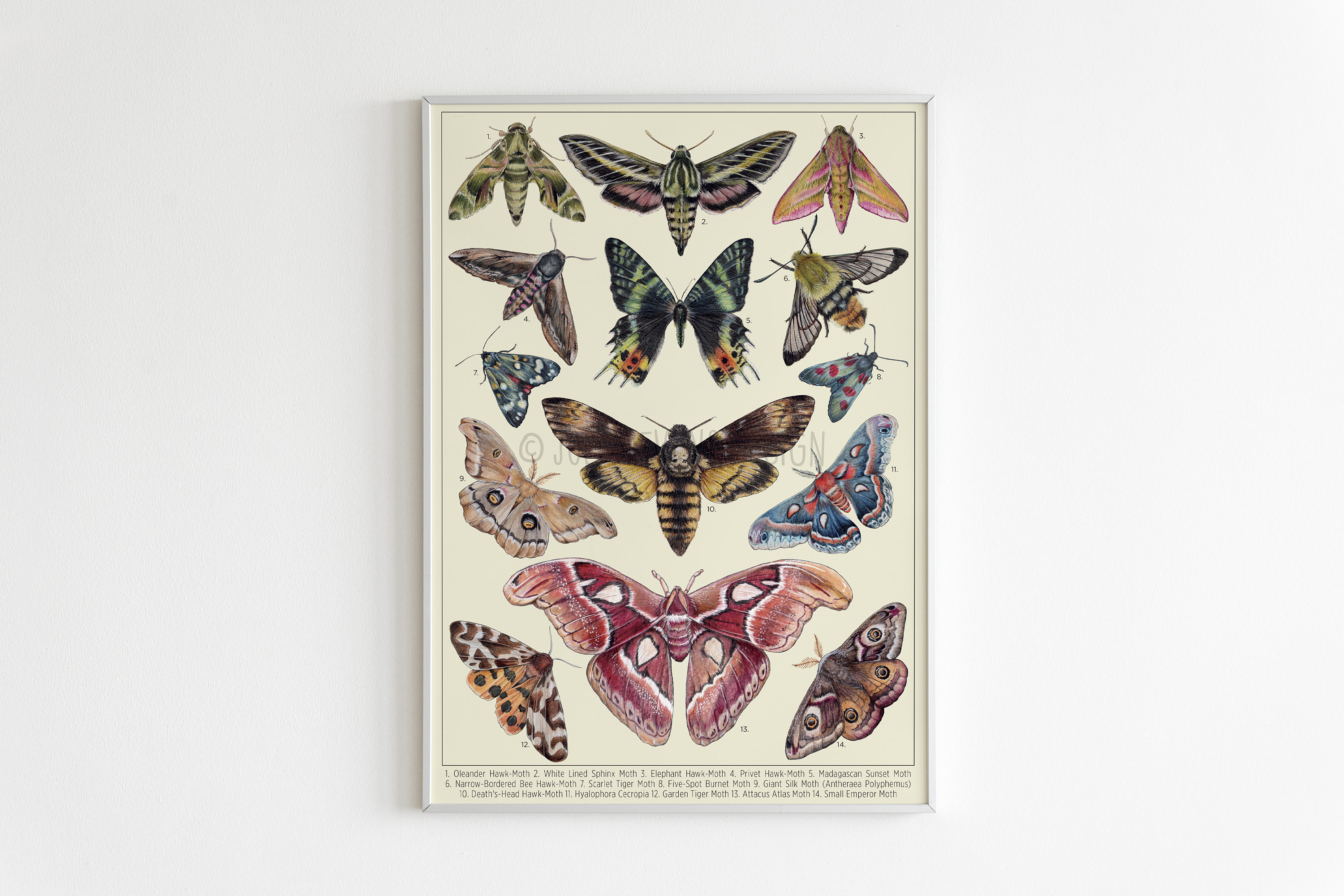 Moth collection Moth Species print entomology poster | Etsy