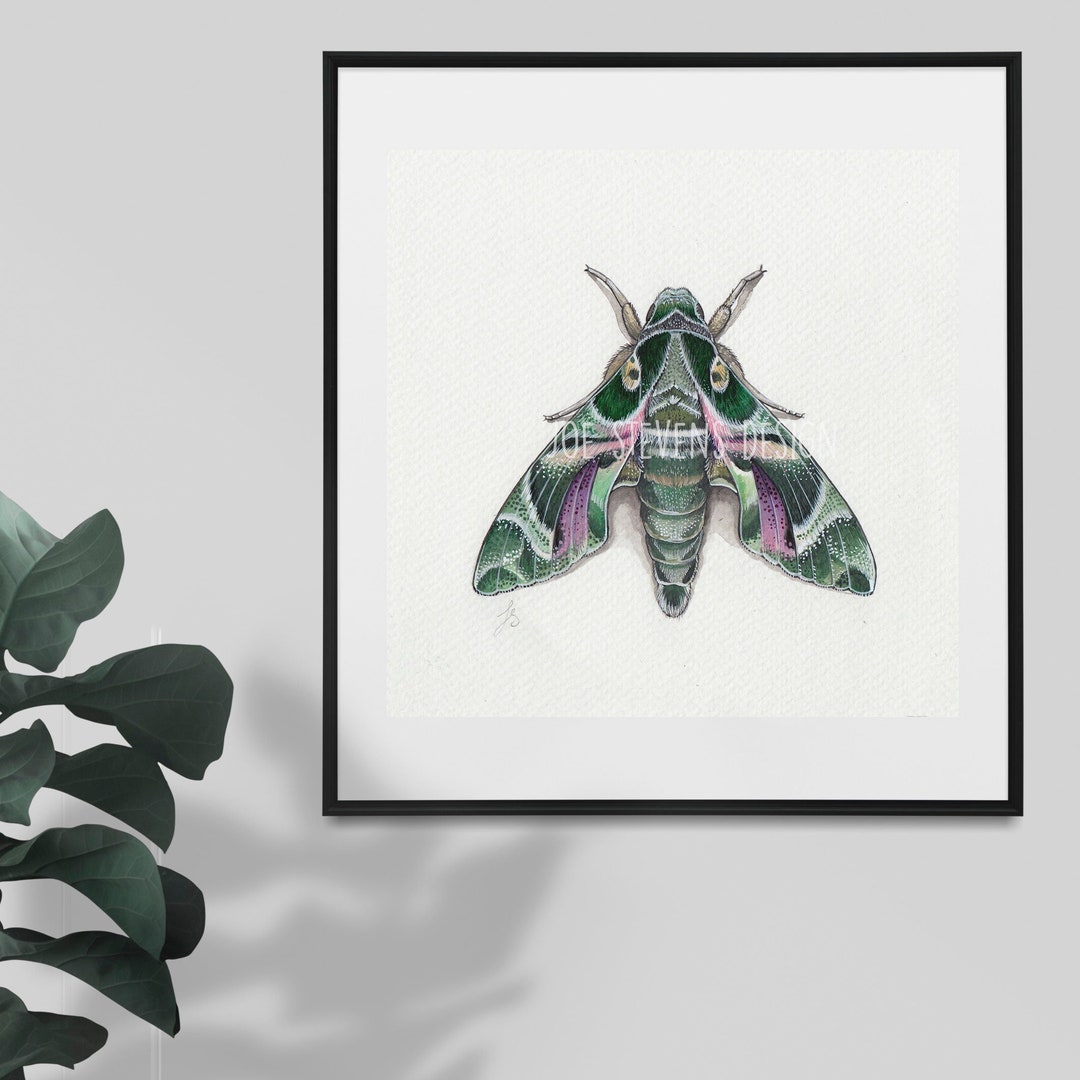 Oleander Hawk Moth Original Painting - 6x6" Watercolour Painting on ...