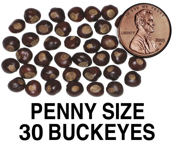 30 Penny Size Buckeye Nuts - Etsy
