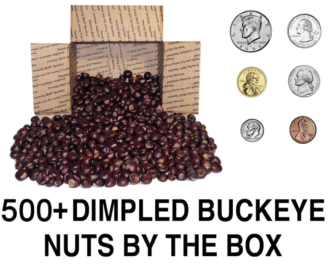 500+ Dimpled Buckeye Nuts by the Box - A USPS Medium Flat Rate Box ...