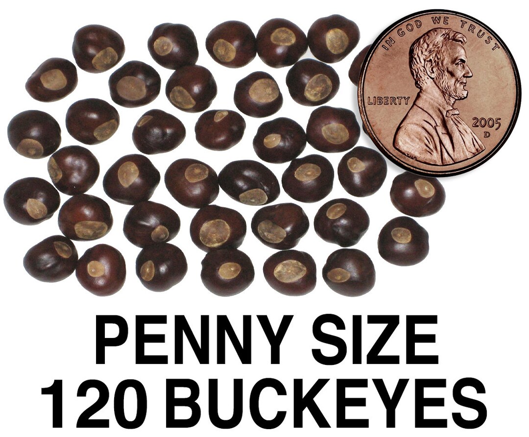 120 Penny Size Buckeye Nuts - Etsy