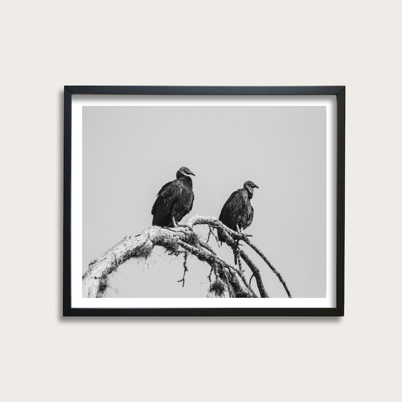 Turkey Vulture Print - Etsy