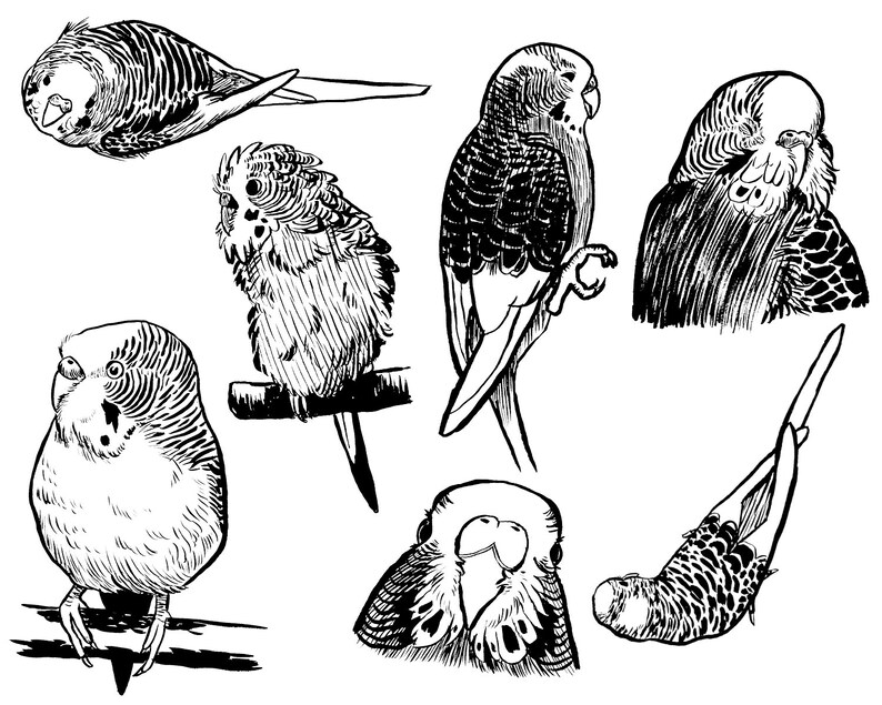 Hand Drawn Ink Budgie Bird Clipart - Etsy