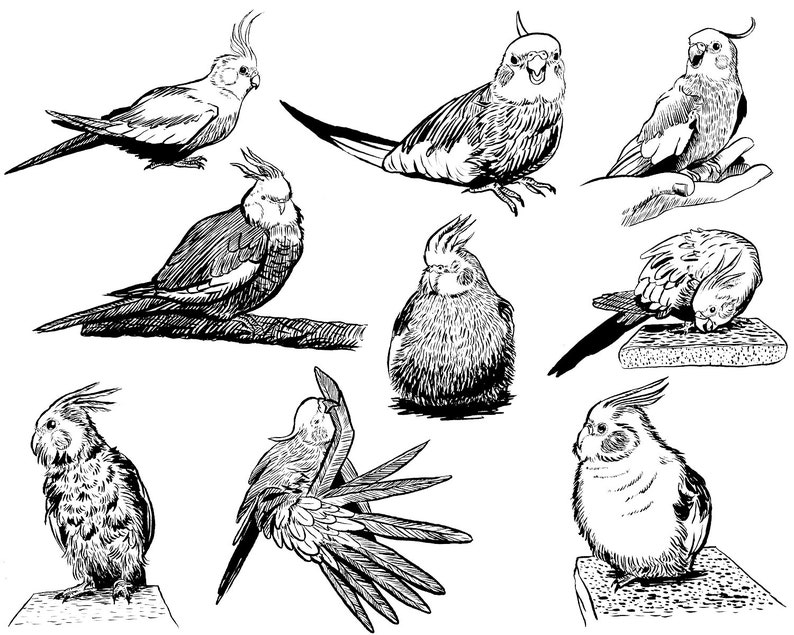 Hand Drawn Ink Cockatiel Bird Clipart - Etsy