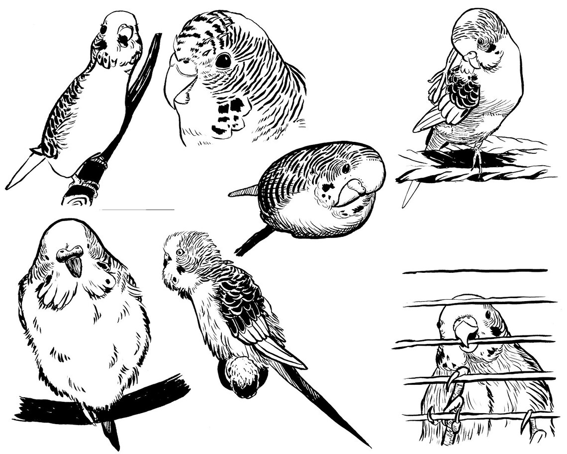 Hand Drawn Ink Budgie Bird Clipart - Etsy