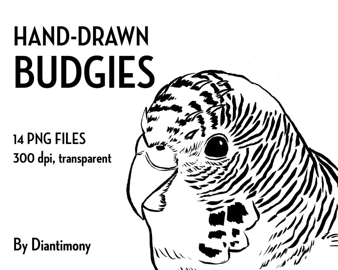 Hand Drawn Ink Budgie Bird Clipart - Etsy