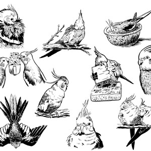 Hand Drawn Ink Cockatiel Bird Clipart - Etsy