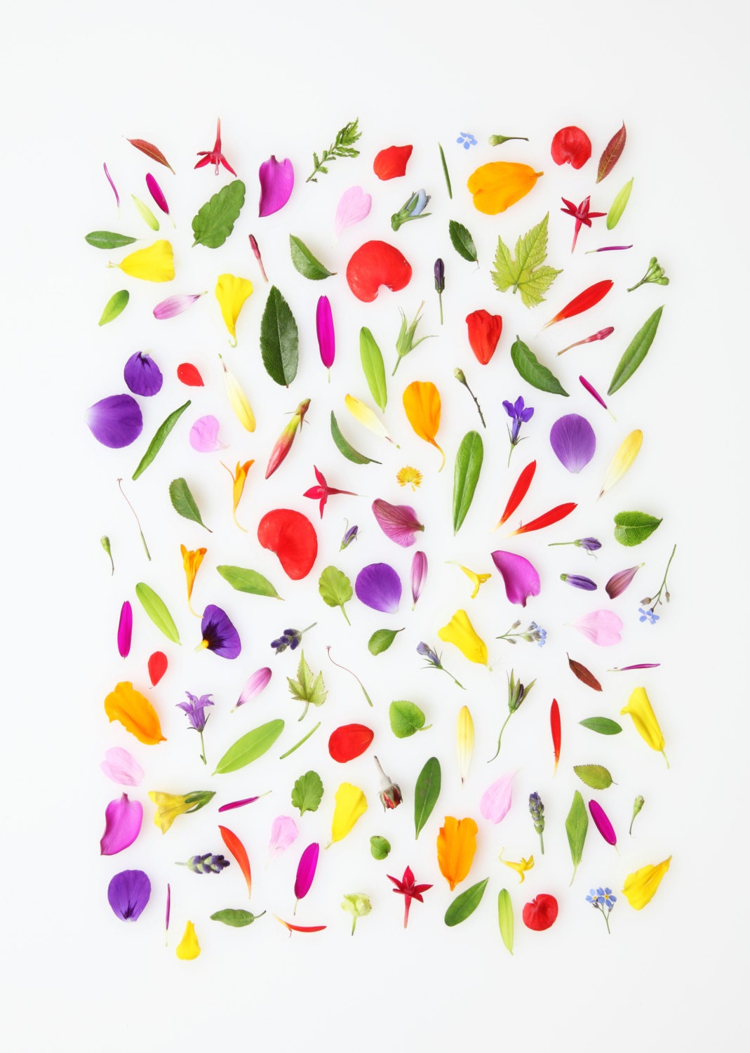 Flowers & Leaves Poster Print - Etsy