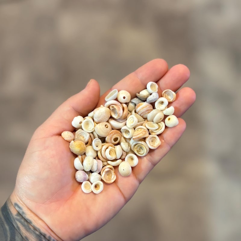 Authentic Hawaiian Puka Shells - Etsy