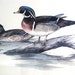 Maynard Reece "resting Ducks" Lithograph - Etsy