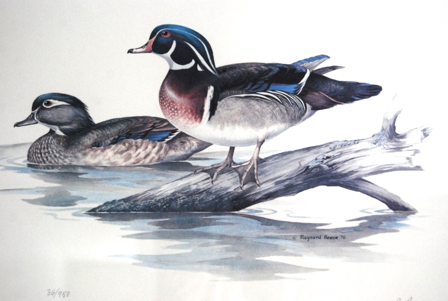 Maynard Reece "resting Ducks" Lithograph - Etsy