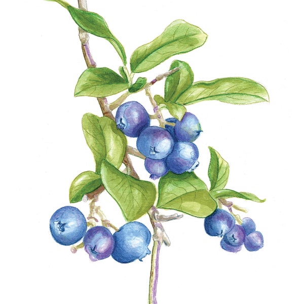 Watercolor Blueberry Print - Etsy