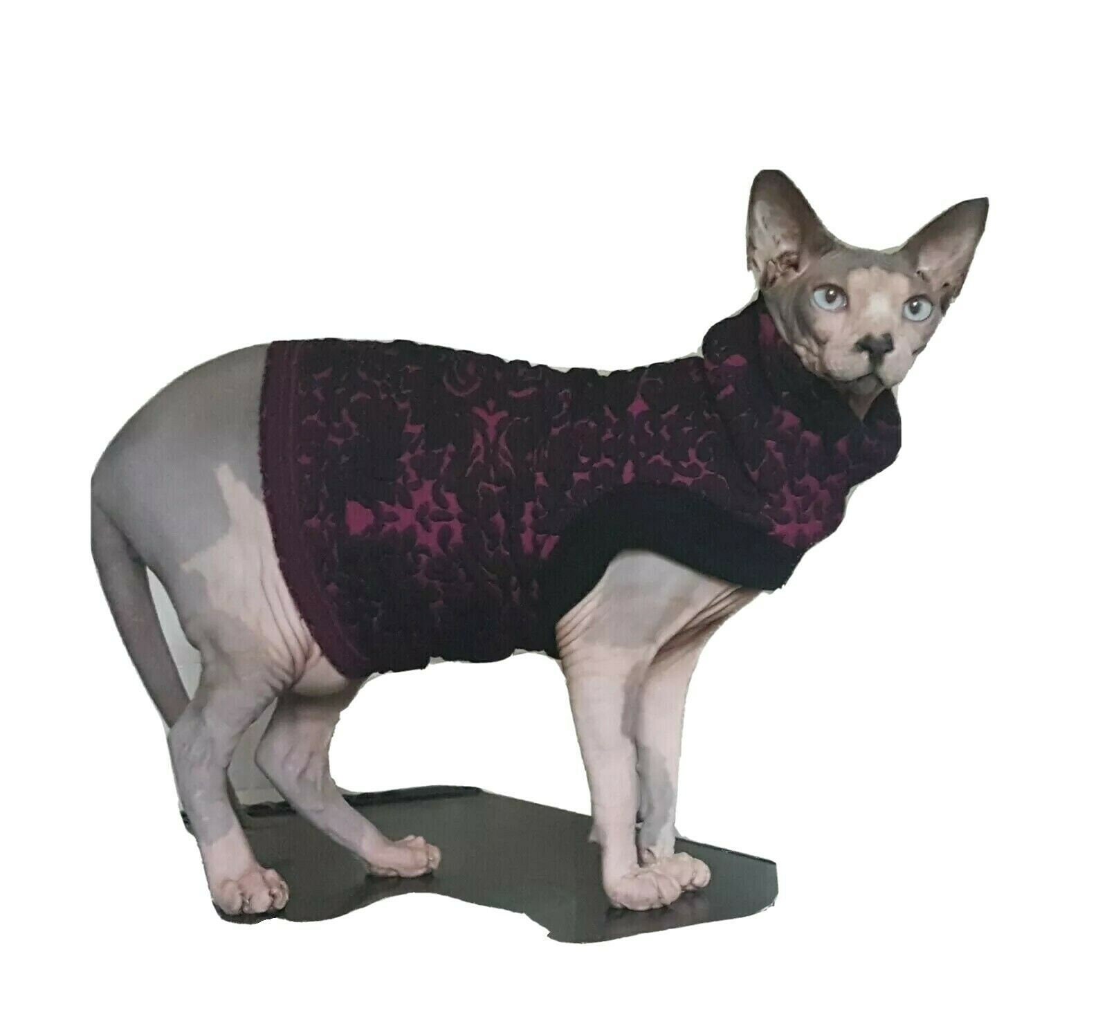 Sizes ELEGANT cat jumper for a Sphynx kitten 1 hole cat | Etsy