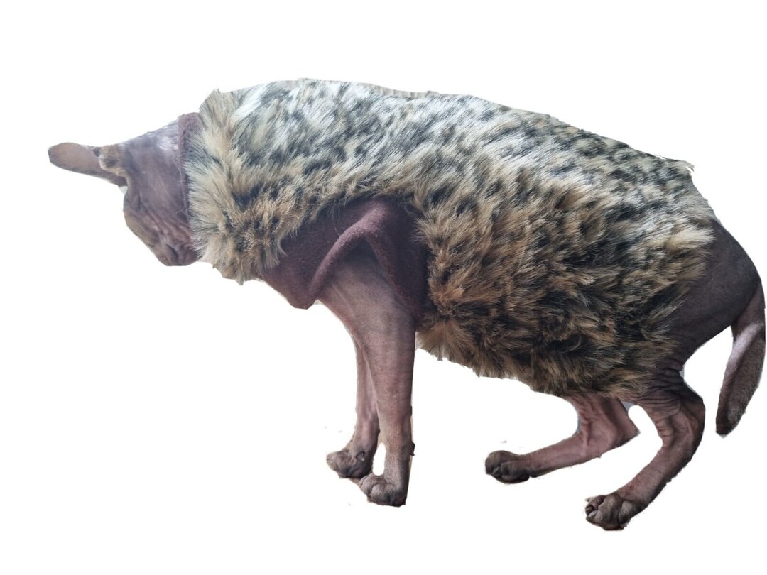 Adult M SUPER WARM Sphynx Clothes, Hairless Cat, Sphynx, Summer Cat ...