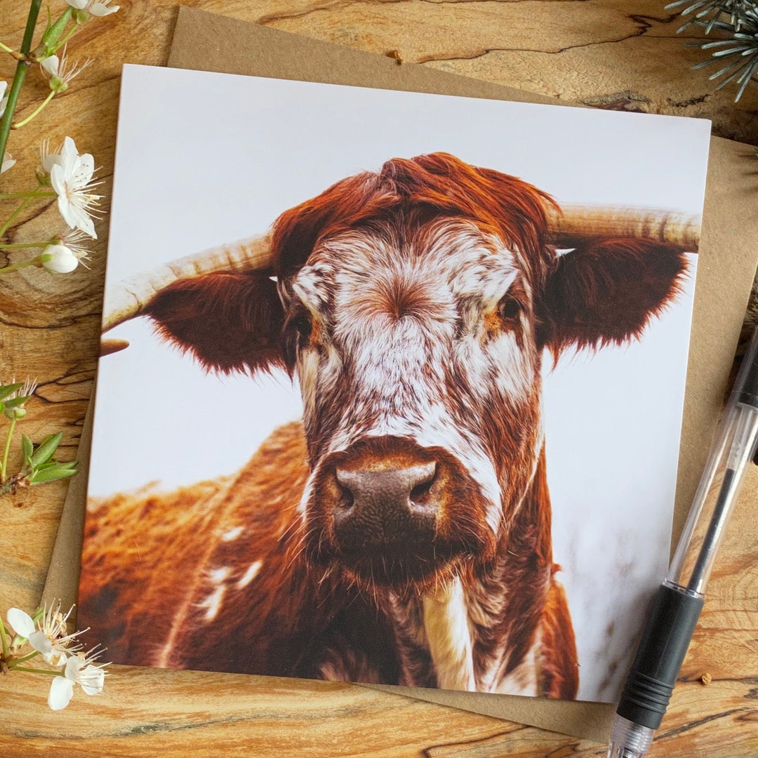Longhorn British Cow Greeting Card - Cow Birthday Card - Cow Card ...