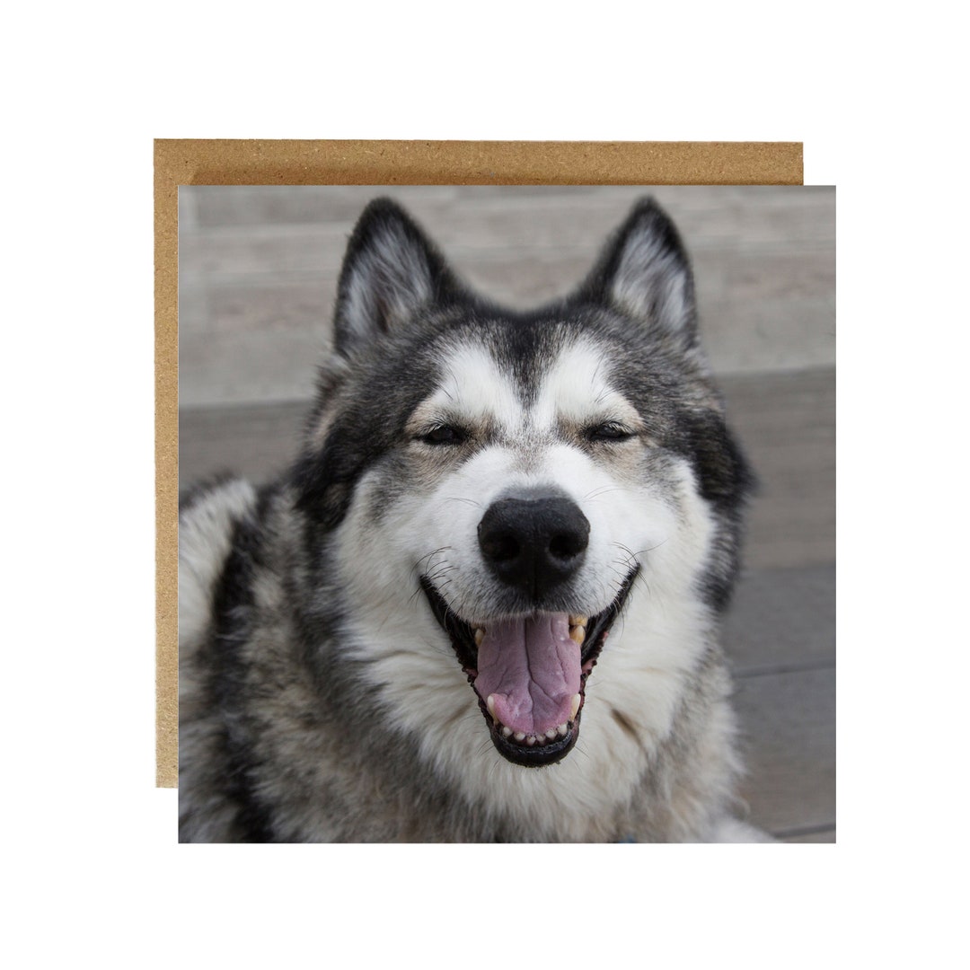Smiling Alaskan Malamute Card: Happy Dog Greeting Card - Etsy