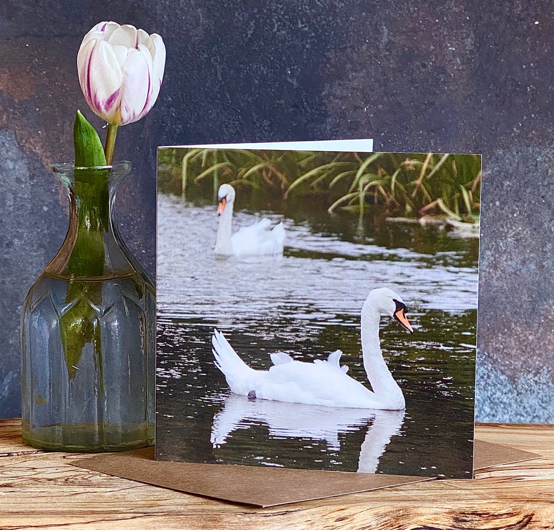 Swan Greeting Card Swans on a Lake Card for All Occasions - Etsy