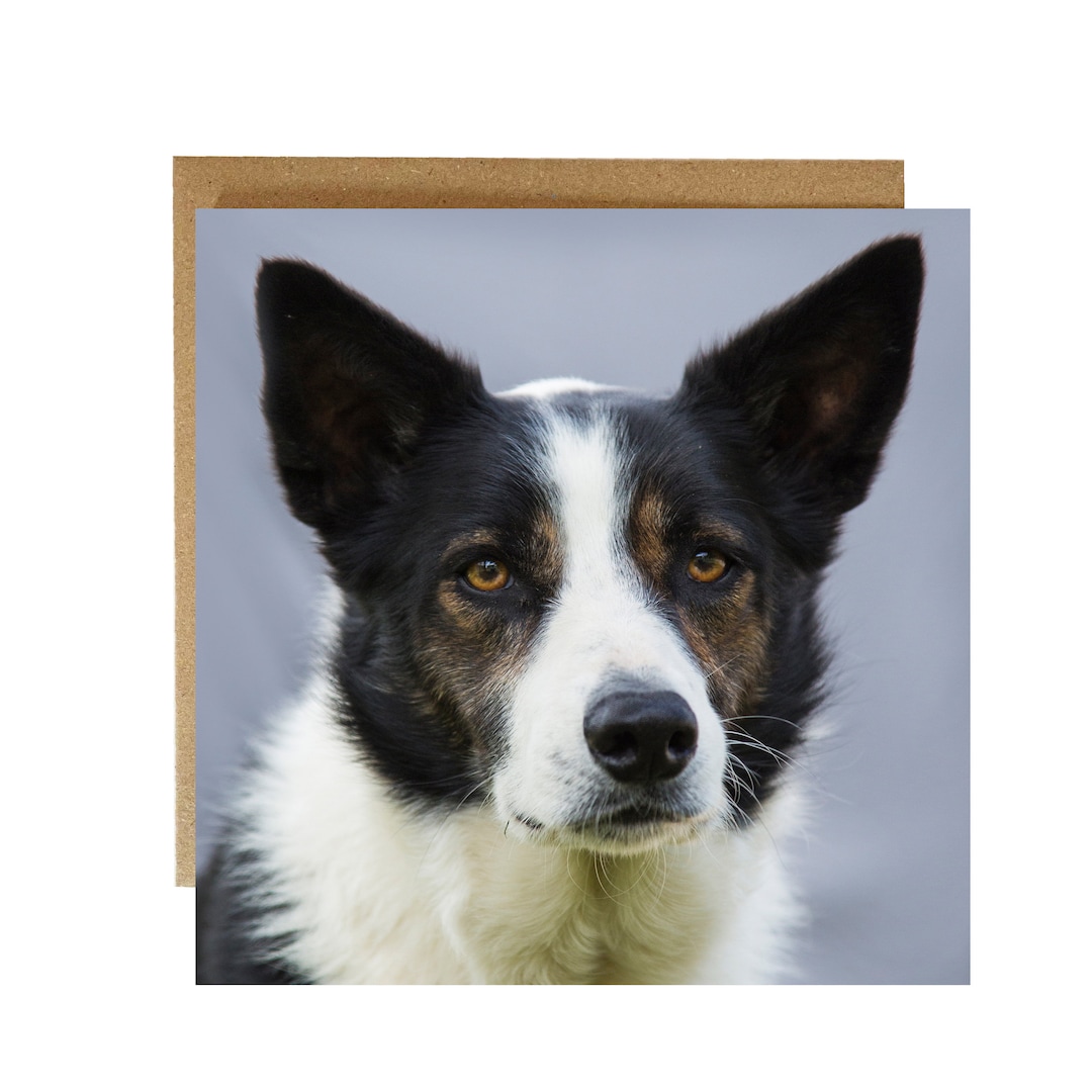 Collie Dog Greeting Card - Border Collie Greeting Card - Dog Card Blank ...