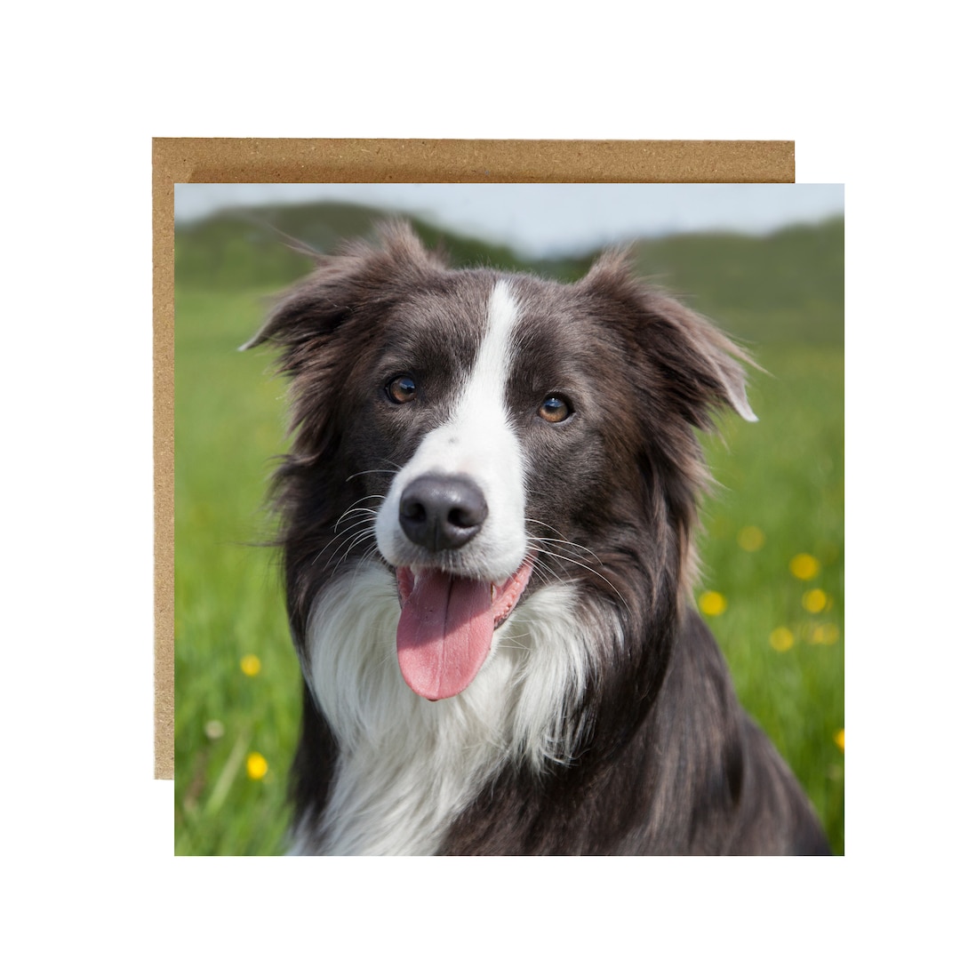 Happy Collie Dog Greeting Card: Blank Inside - Etsy