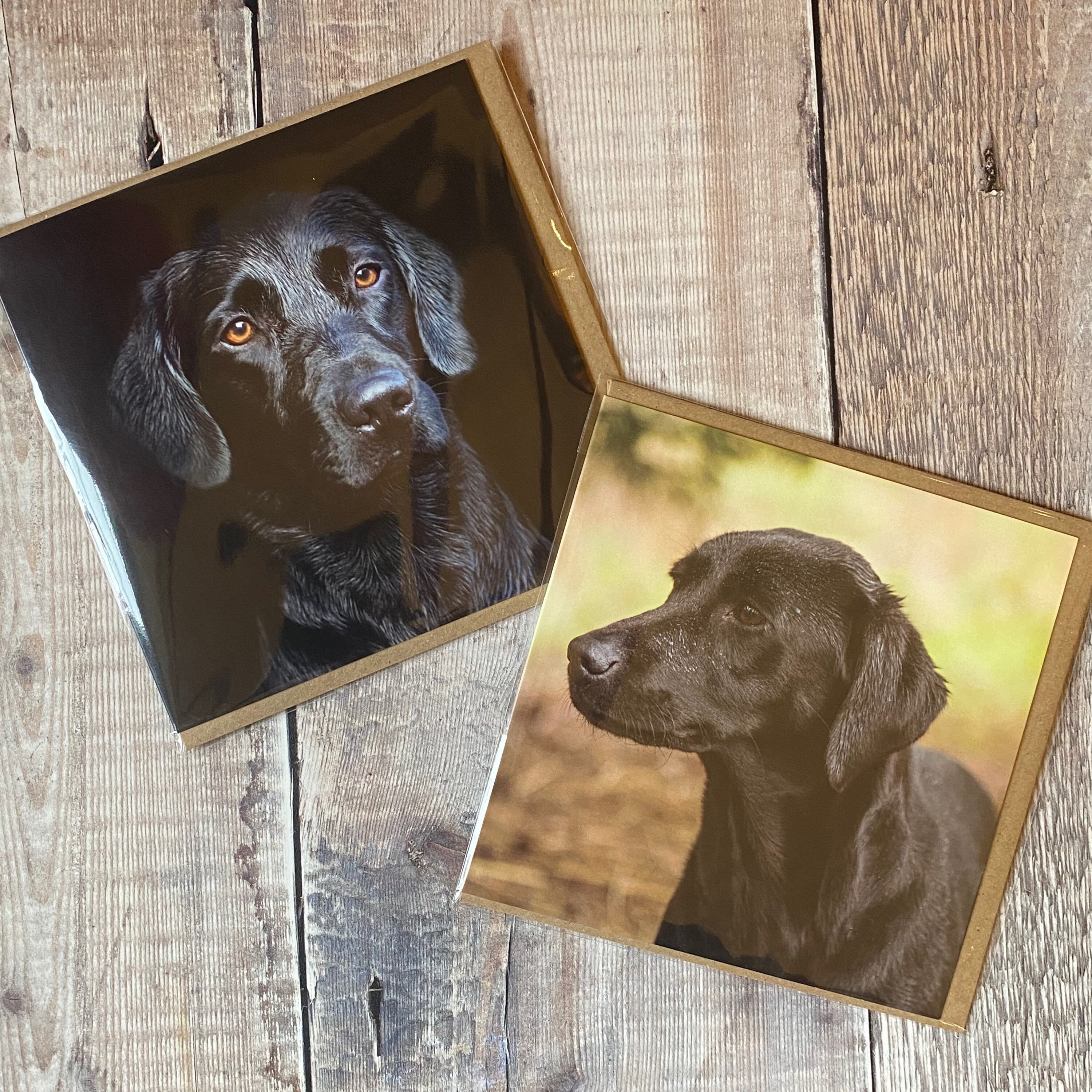 Black Labrador Greeting Cards - Dog Lover Gift (pack of 10) - Etsy