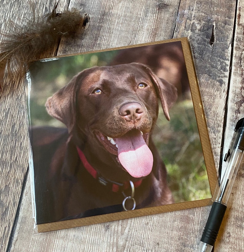 Chocolate Labrador Greeting Card / Labrador Card /chocolate - Etsy UK