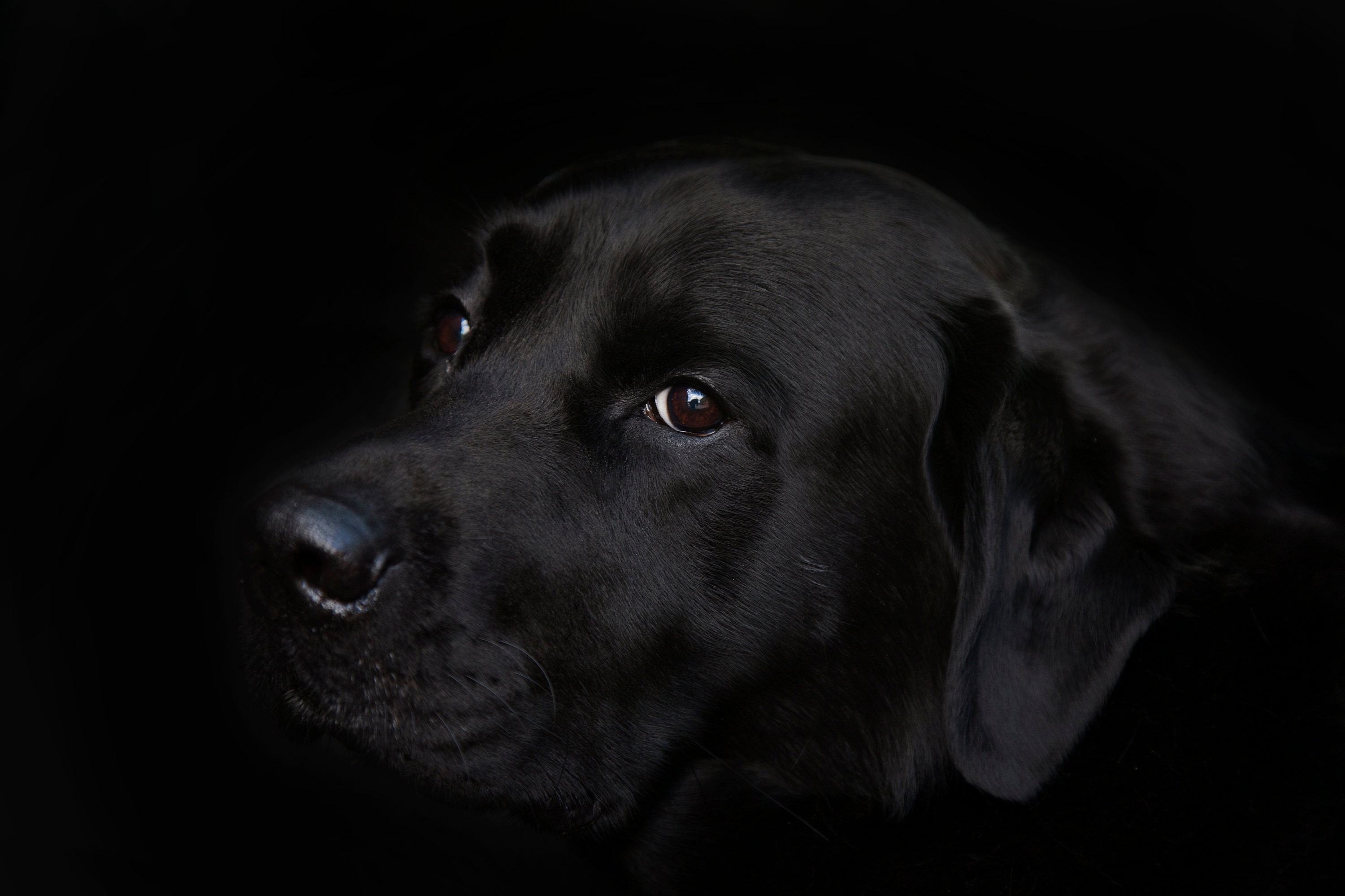 Black Labrador Canvas - Etsy