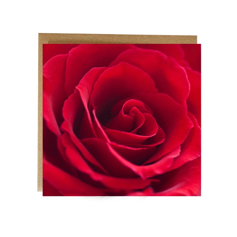 Red Rose Card Close up of Single Red Rose on Greeting Card Love Card ...