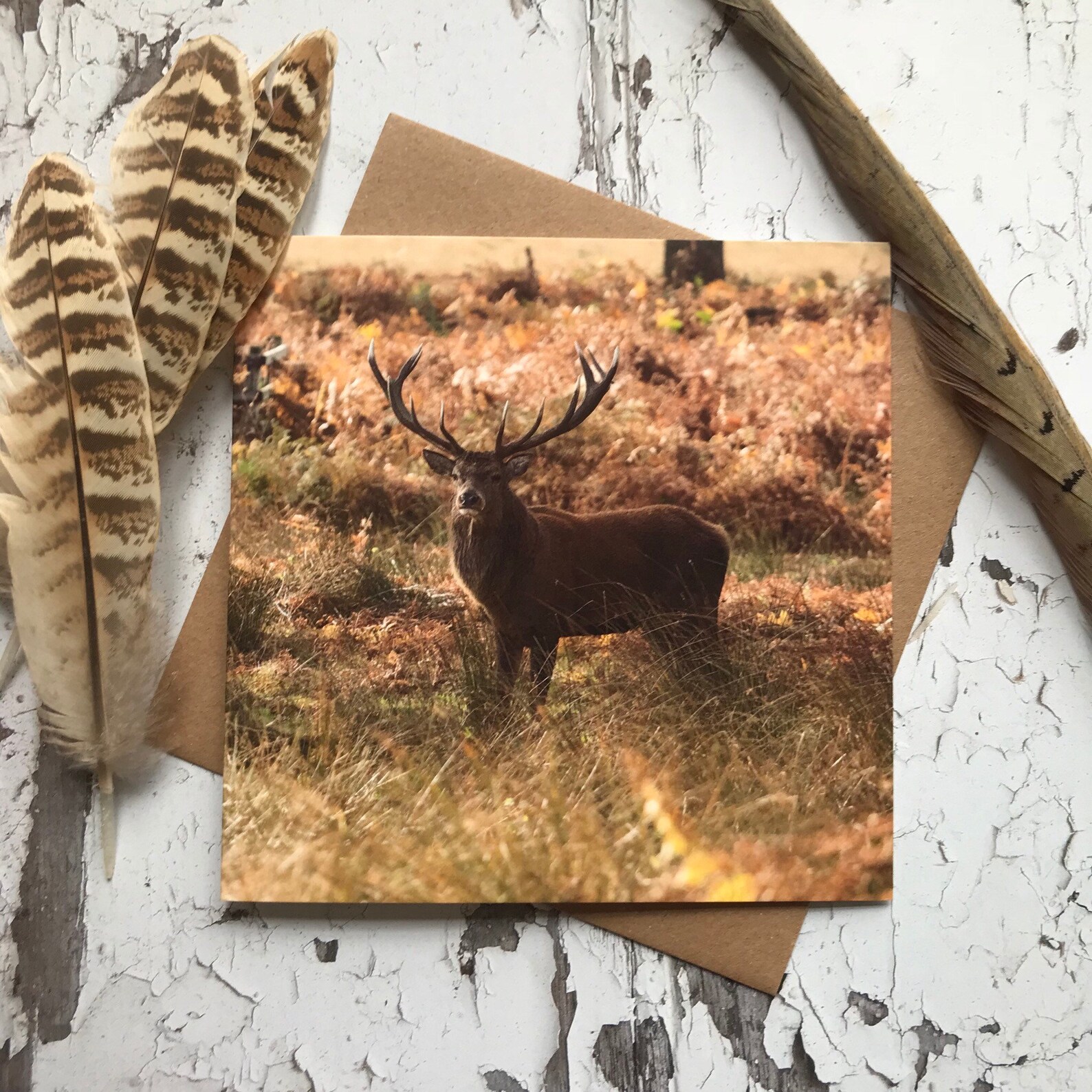 Stag Greeting Card Greeting Card With Wild Stag Stag Scene - Etsy