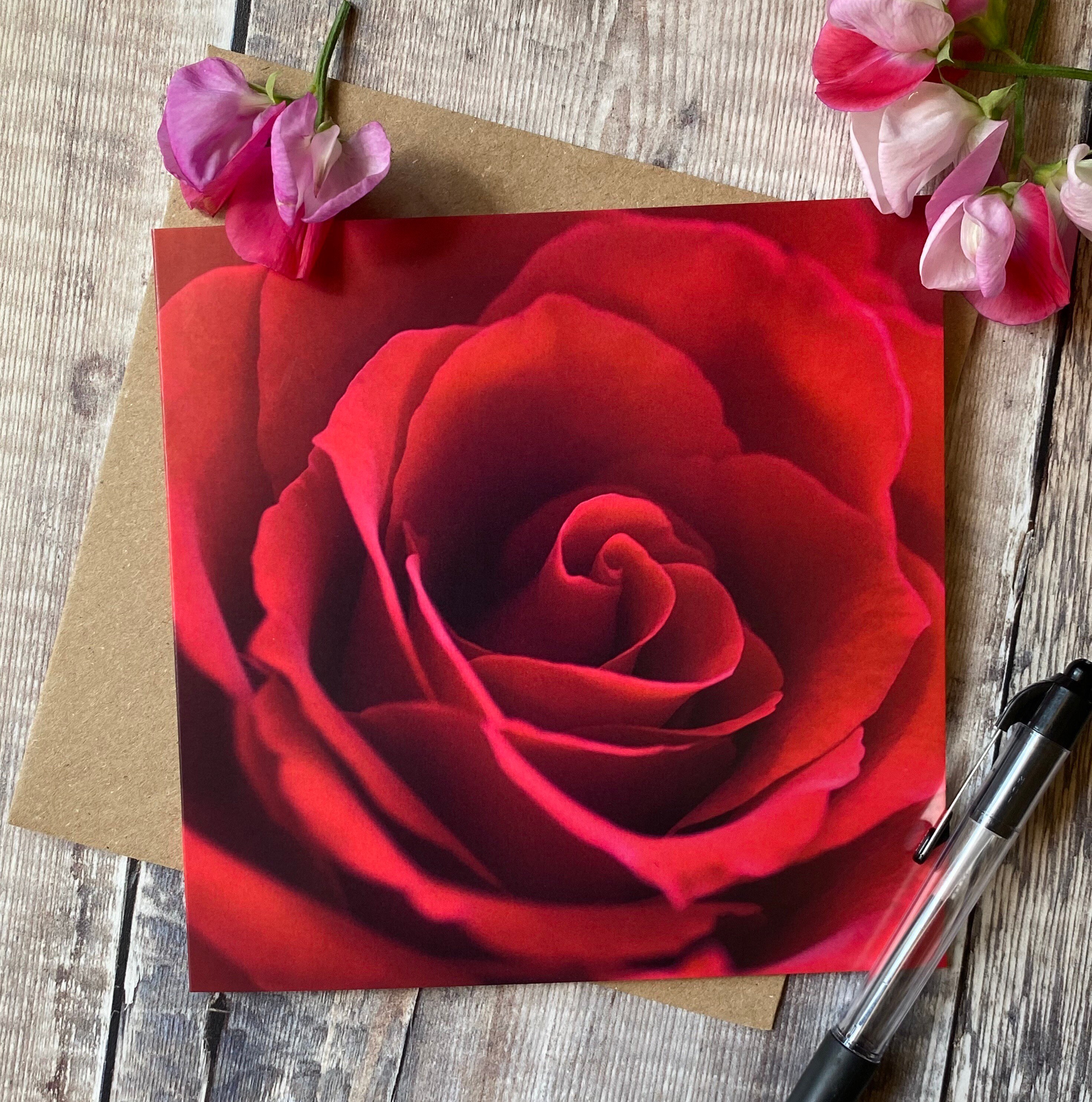 Red Rose Card Close up of Single Red Rose on Greeting Card Love Card ...