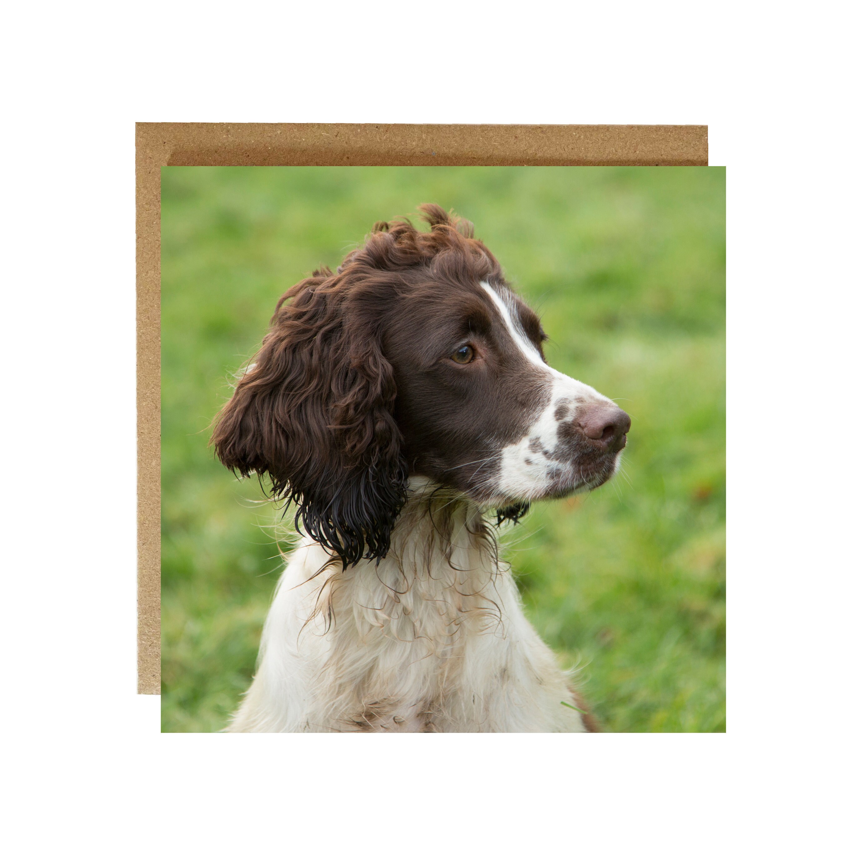 Springer Spaniel Greeting Card Did You Call Greeting Card - Etsy UK