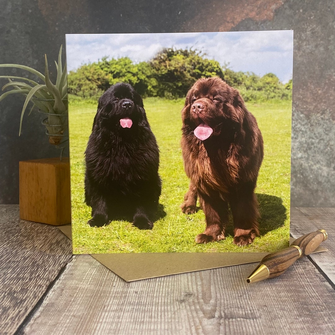 Newfoundland Greeting Card Dog Birthday Card Newfoundland Card Blank ...