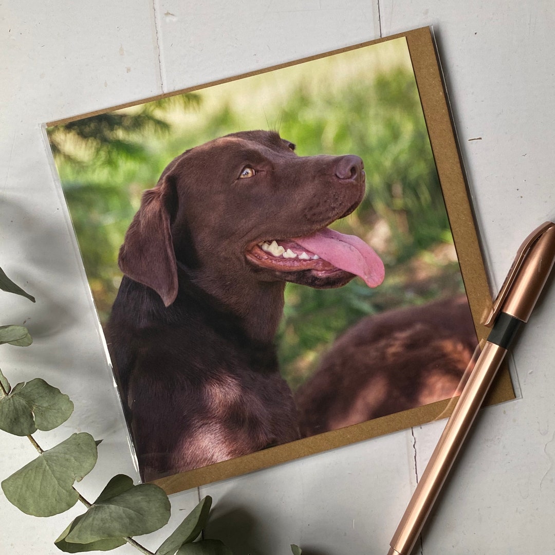 Chocolate Labrador Card Labrador Card Chocolate Labrador Greeting Card ...