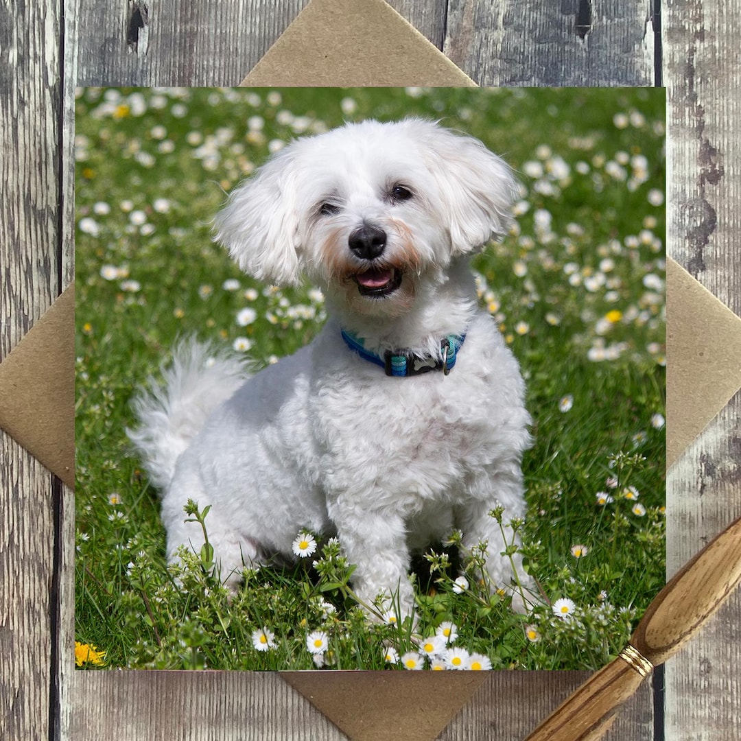 Dog Greeting Card - Dog Birthday Card - Dog Card - Blank Inside Any ...