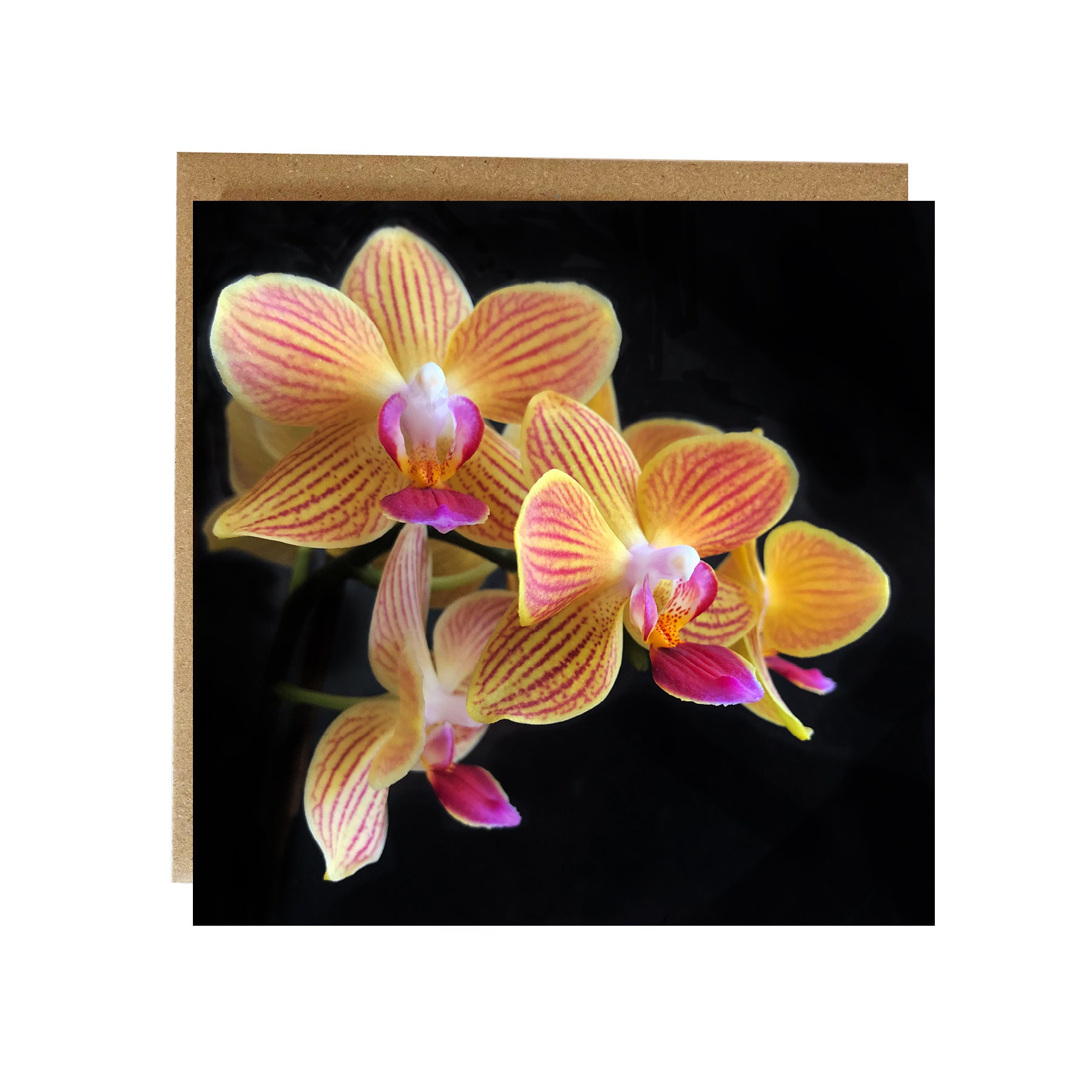 Orchid Greeting Card Greeting Card With Orchids on the Front - Etsy UK